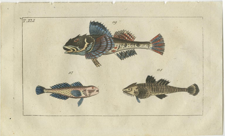 Set of 4 Antique Fish Prints - Snake Blenny - Lumpfish - Snipefish For ...