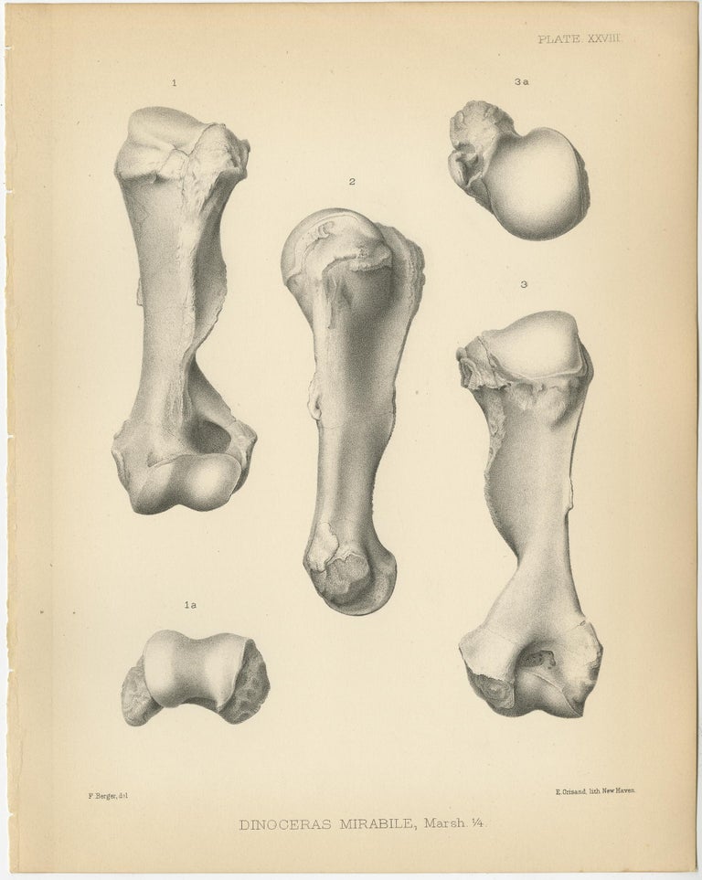 Set of 4 Antique Paleontology Prints of a Dinoceras Mirabile by Marsh ...