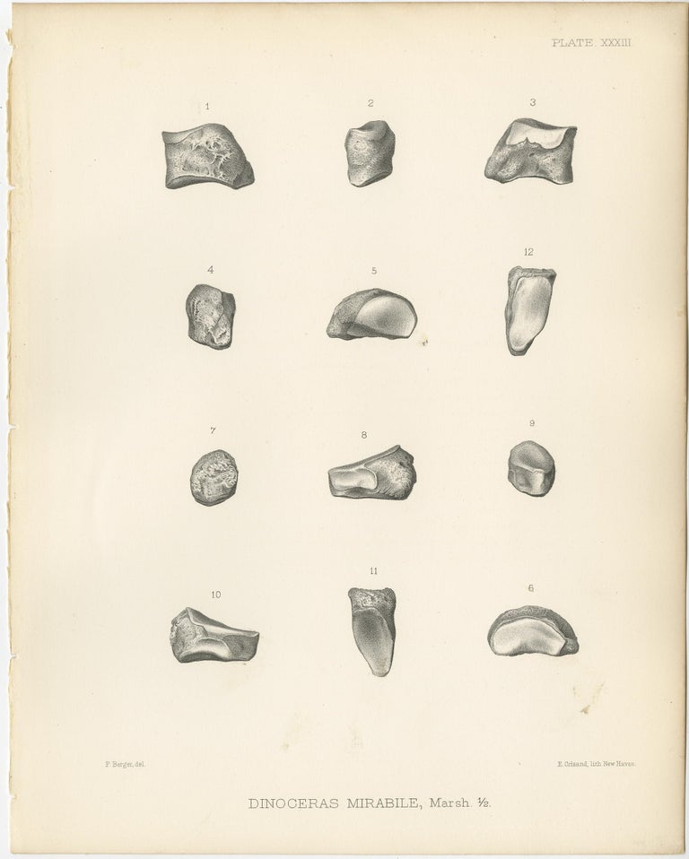 Set of 4 Antique Paleontology Prints of a Dinoceras Mirabile by Marsh ...