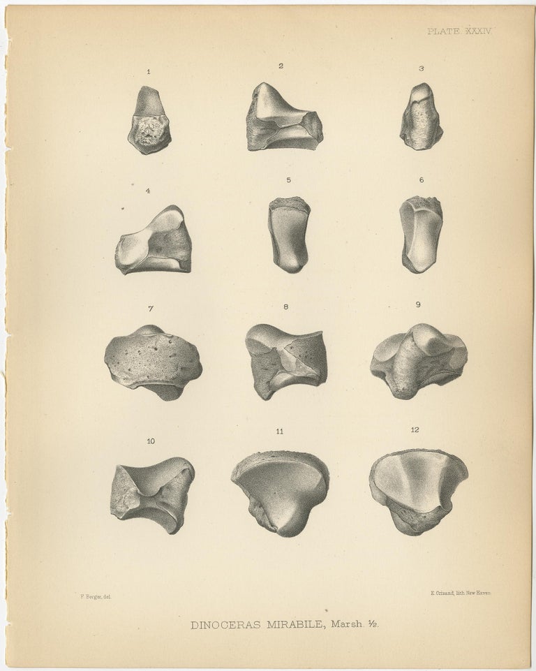 Set of 4 Antique Paleontology Prints of a Dinoceras Mirabile by Marsh ...