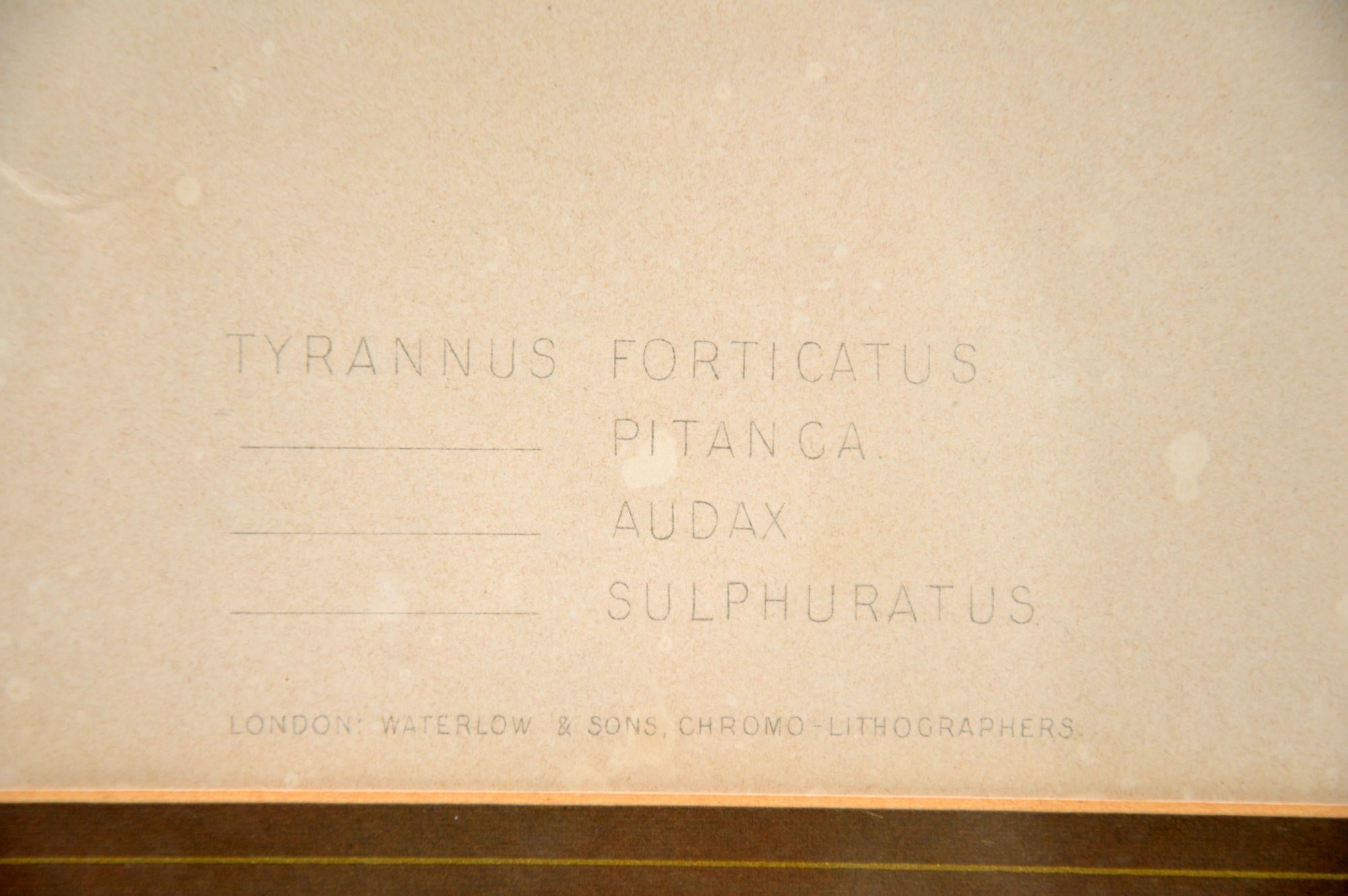 Set of 4 Antique Victorian Ornithological Lithographs at 1stDibs ...