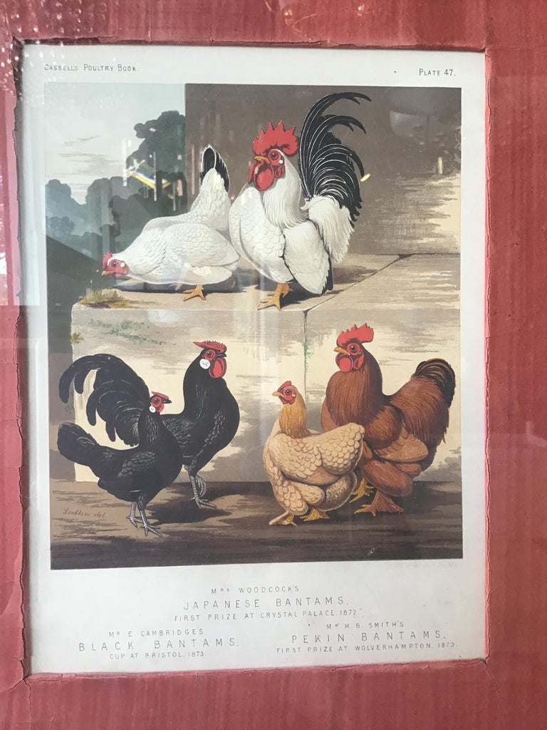 Set of 4 English 1880s Cassell Lithographs of Chickens For Sale at 1stDibs