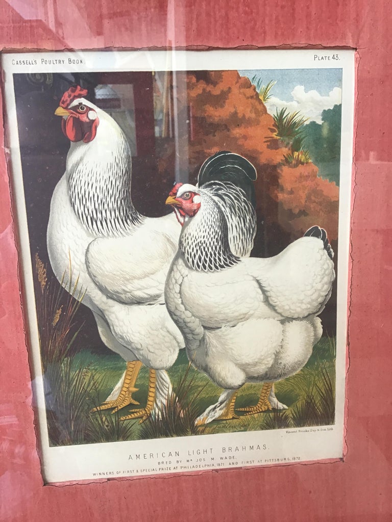 Set of 4 English 1880s Cassell Lithographs of Chickens For Sale at 1stDibs