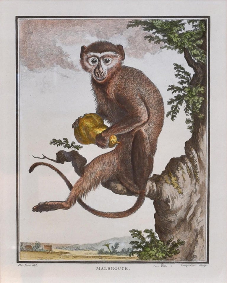Set of 4 Framed 18th Century Hand-Colored Engravings of Monkeys by G ...