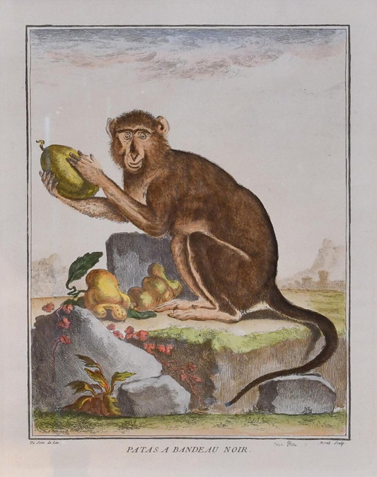 Set of 4 Framed 18th Century Hand-Colored Engravings of Monkeys by G ...