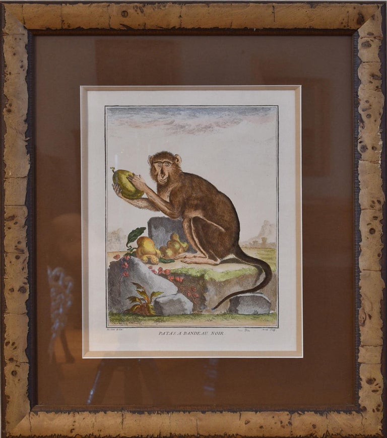 Set of 4 Framed 18th Century Hand-Colored Engravings of Monkeys by G ...