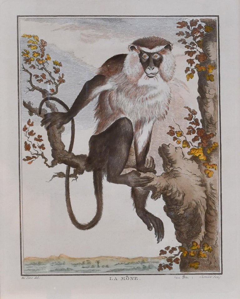 Set of 4 Framed 18th Century Hand-Colored Engravings of Monkeys by G ...