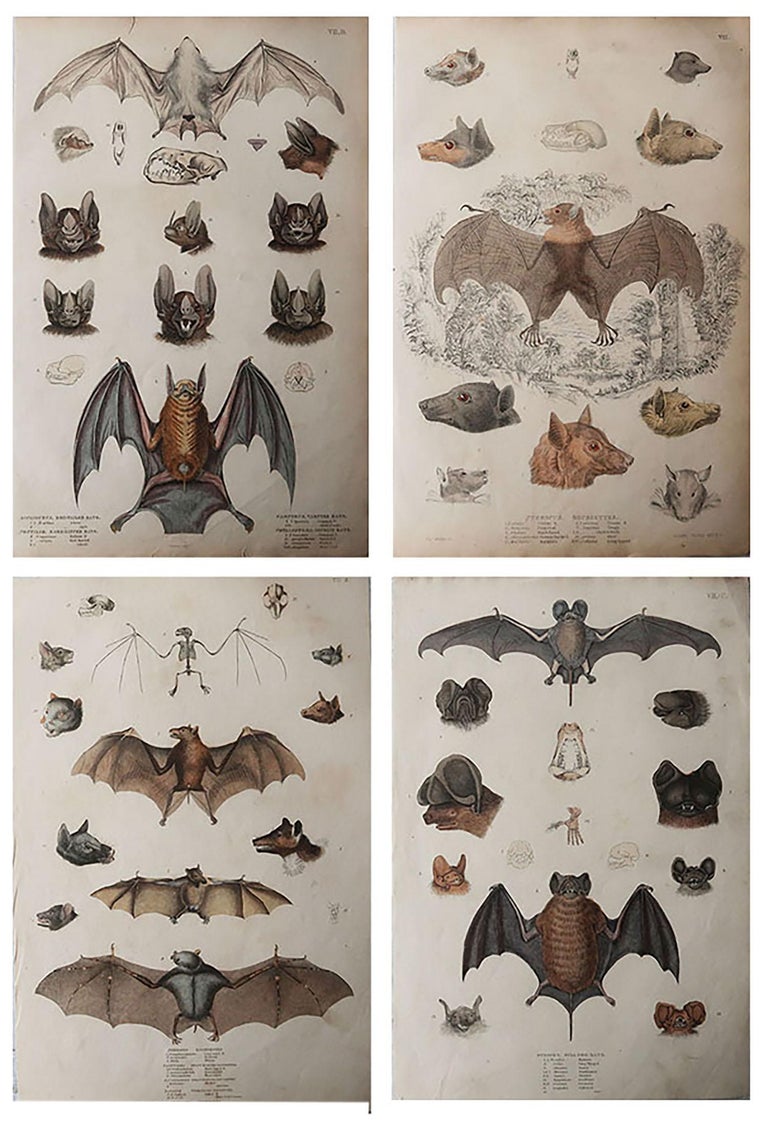 Set of 4 Large Original Antique Natural History Prints, Bats, circa ...