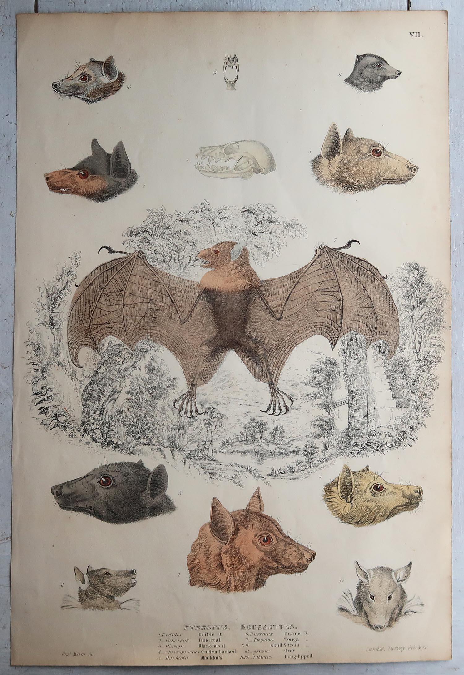 Set of 4 Large Original Antique Natural History Prints, Bats, circa ...