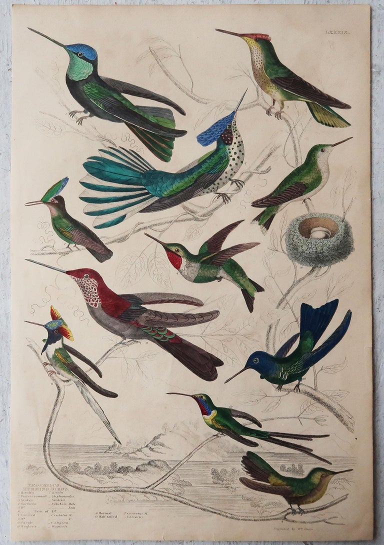Set of 4 Large Original Antique Prints of Hummingbirds, Circa 1835 For ...