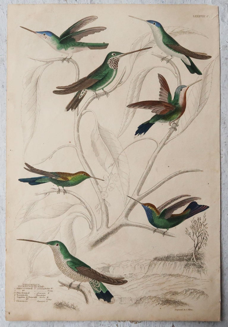 Set of 4 Large Original Antique Prints of Hummingbirds, Circa 1835 For ...