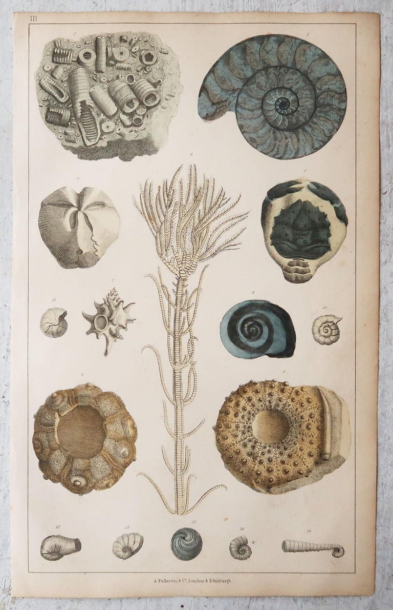 Set of 4 of Original Antique Prints of Fossils and Dinosaur Bones, 1847 ...