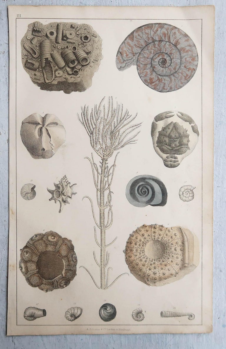 Set of 4 of Original Antique Prints of Fossils and Dinosaur Bones, 1847 ...