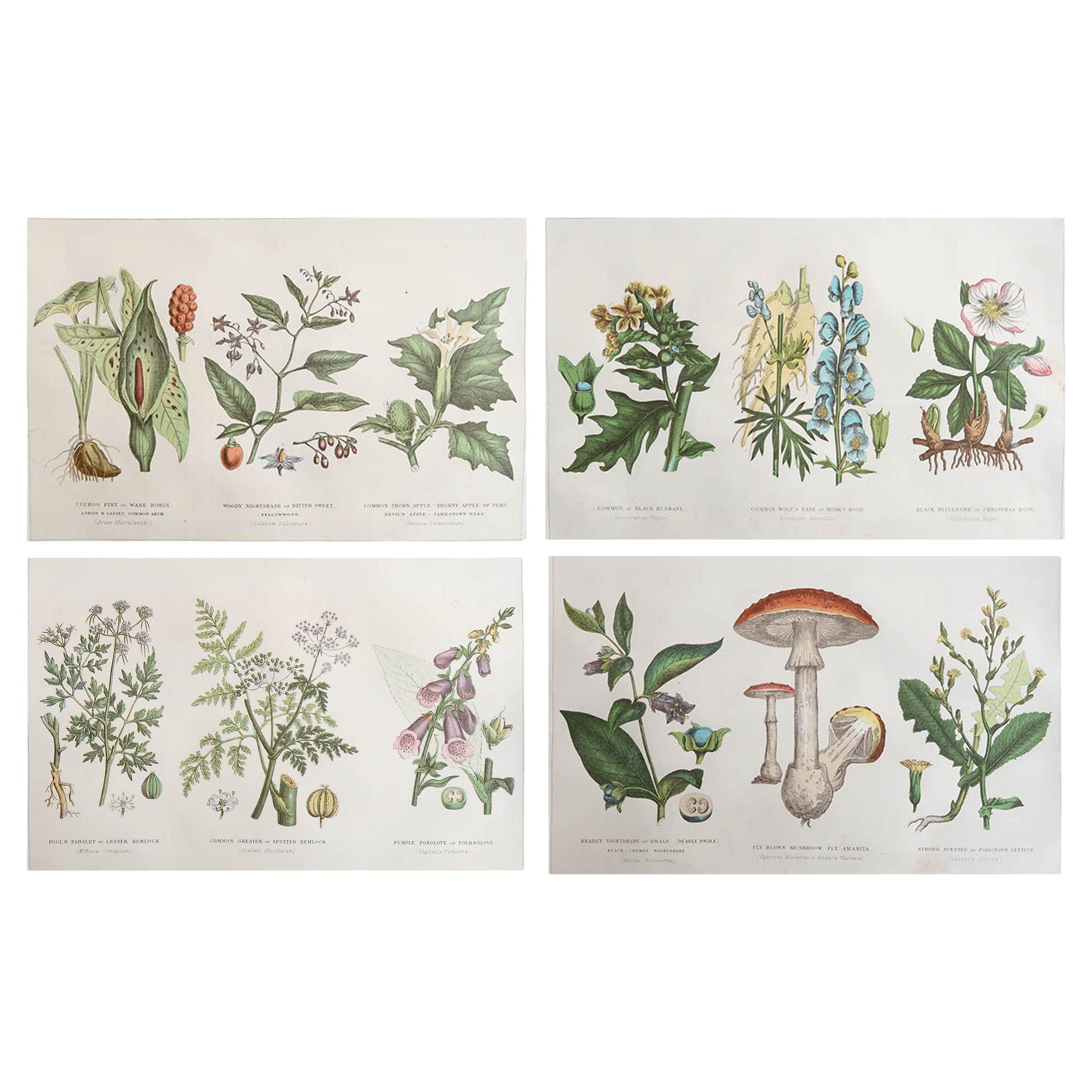 Collection of botanicals For Sale at 1stDibs