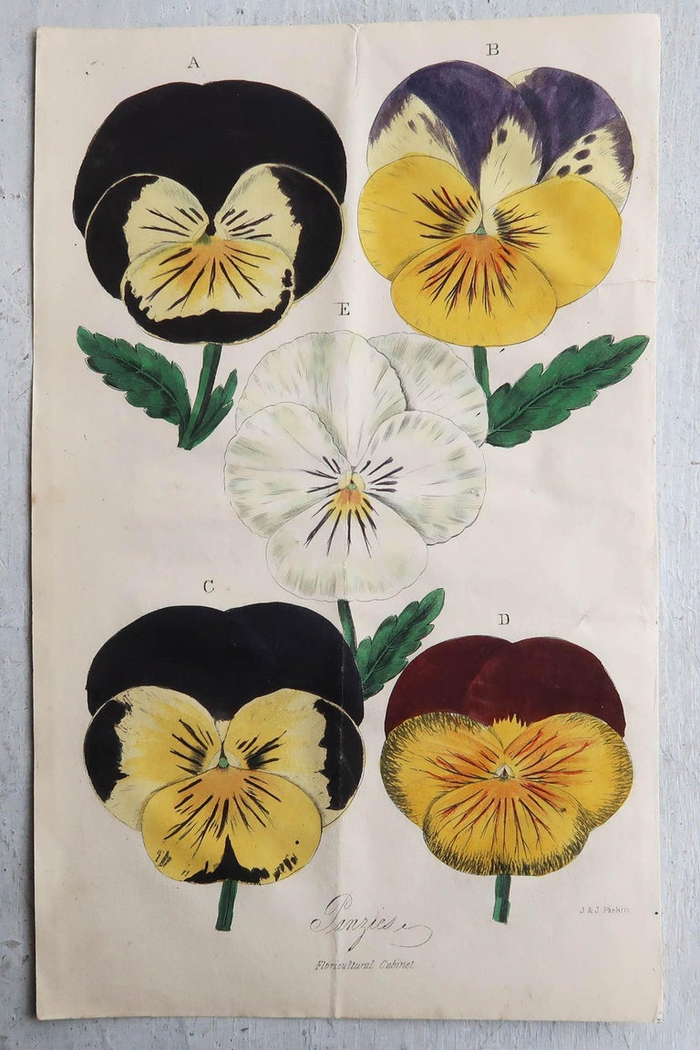 Set of 4 Original Antique Botanical Prints, Pansies, Dated 1838 at 1stDibs