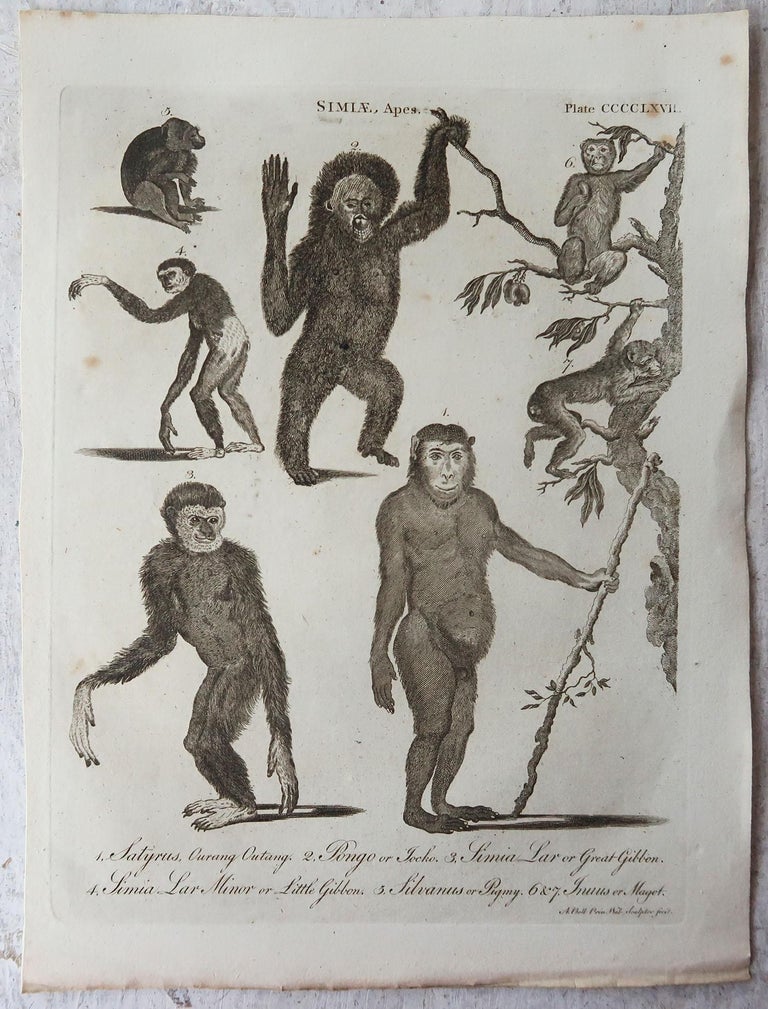 Set of 4 Original Antique Prints of Monkeys, circa 1790 For Sale at 1stDibs