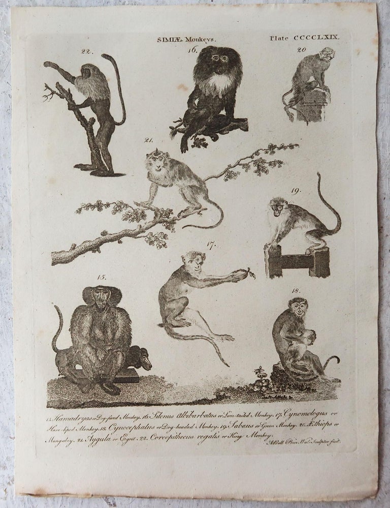 Set of 4 Original Antique Prints of Monkeys, circa 1790 For Sale at 1stDibs