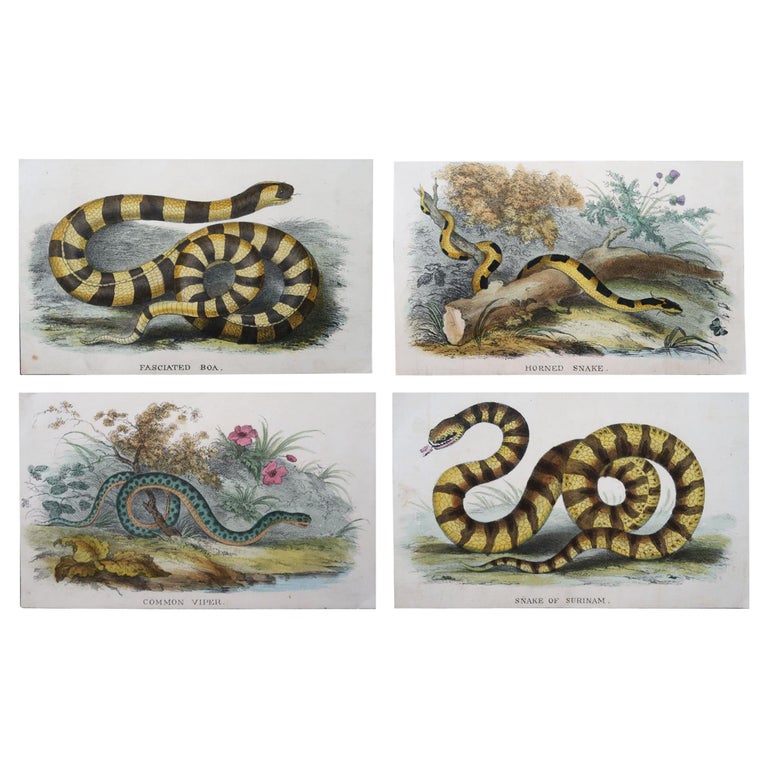 Set of 4 Original Antique Prints of Snakes, circa 1860 For Sale at 1stDibs