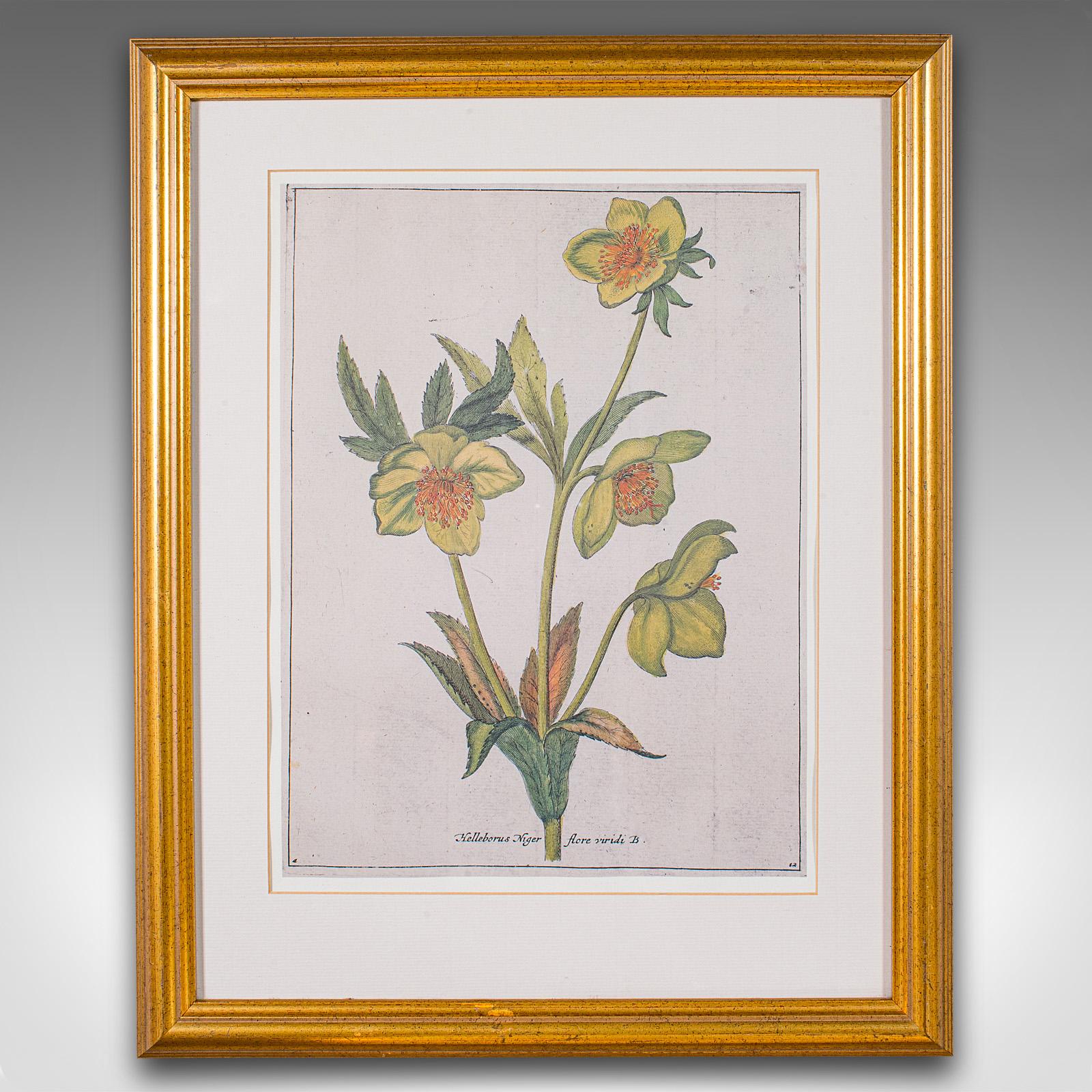 Set Of 4 Vintage Botanical Prints, English, Framed Engravings, Flower ...