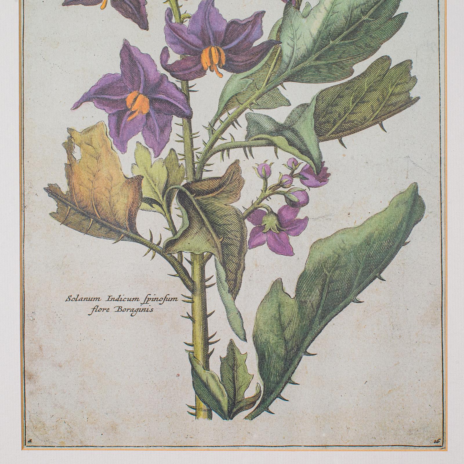 Set Of 4 Vintage Botanical Prints, English, Framed Engravings, Flower ...