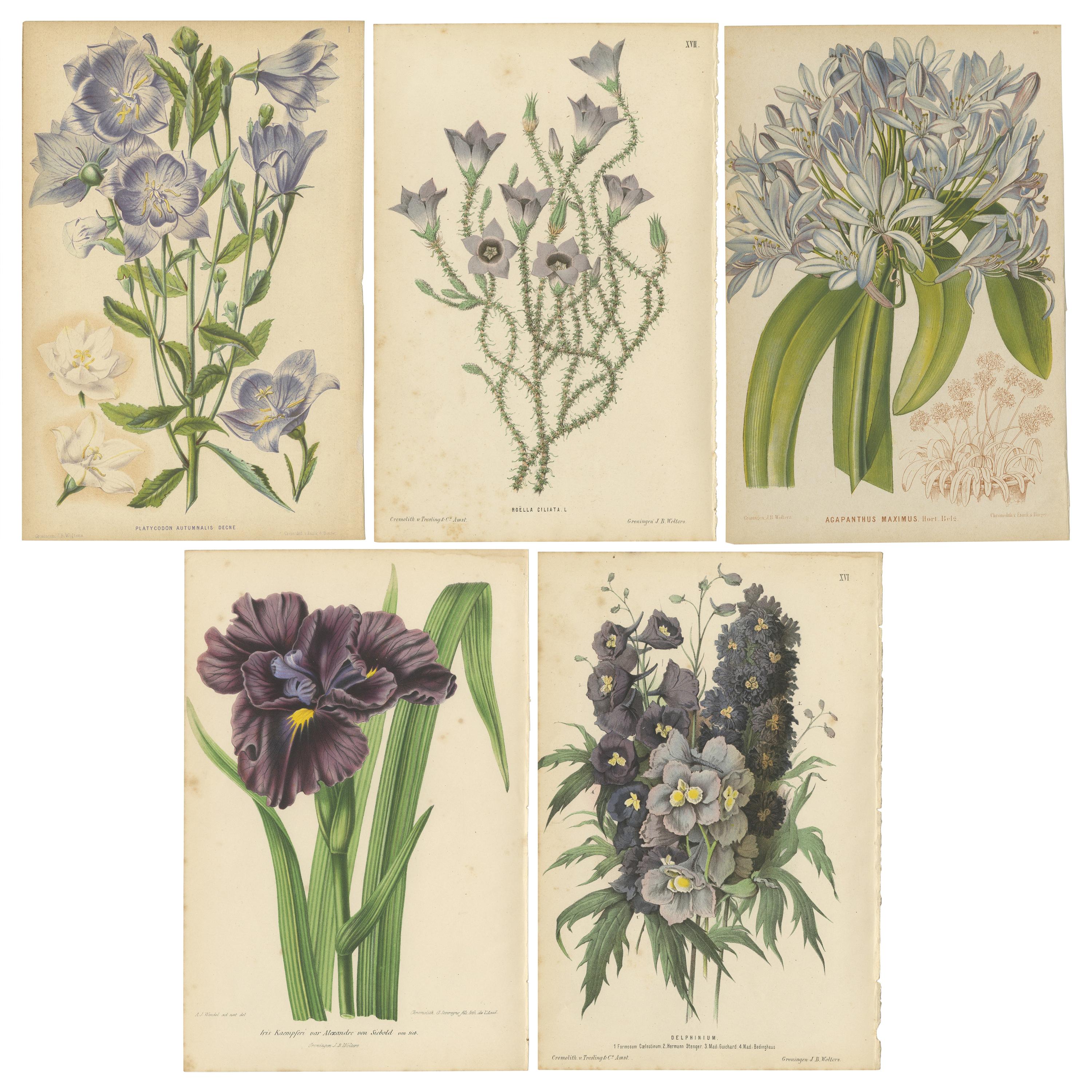 Set of 5 Antique Botany Prints, Agapanthus, Delphinium, by Oudemans ...
