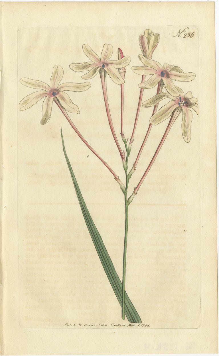 Set of 5 Antique Botany Prints - Ixia - Crowfoot - Diosma For Sale at ...