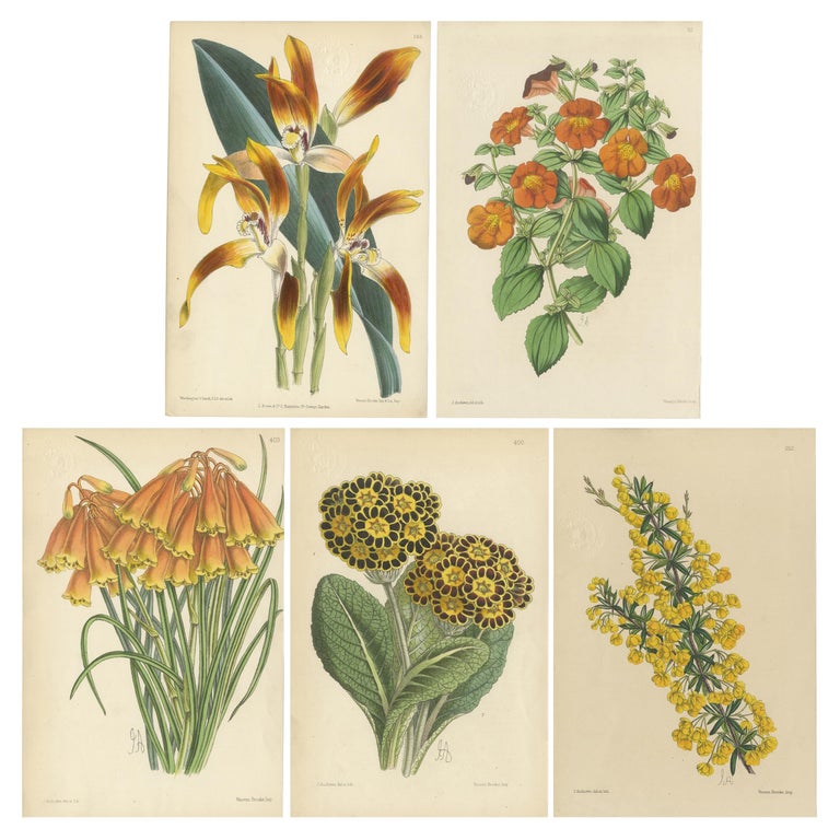 Set of 5 Antique Botany Prints, Orange, by Brooks 'c.1870' For Sale at ...