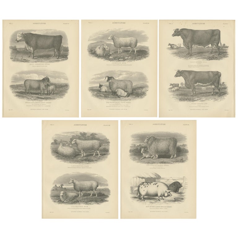 Set of 5 Antique Prints of Farm Animals Cow, Bull, Sheep, Pig, circa ...