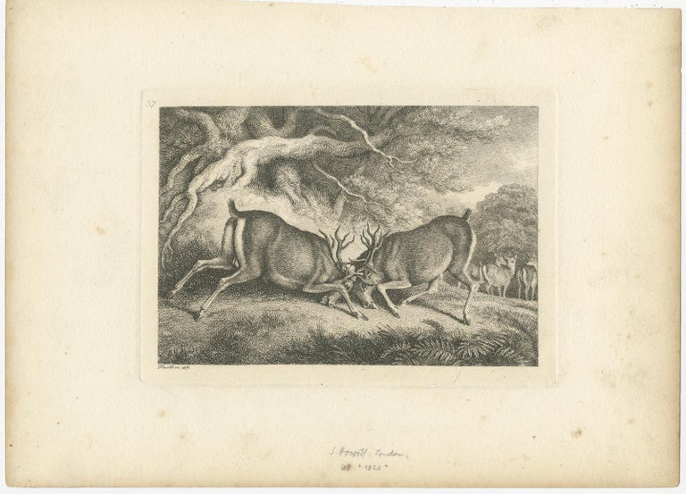 Set of 5 Antique Prints of various Deer by Howitt 'c.1820' at 1stDibs