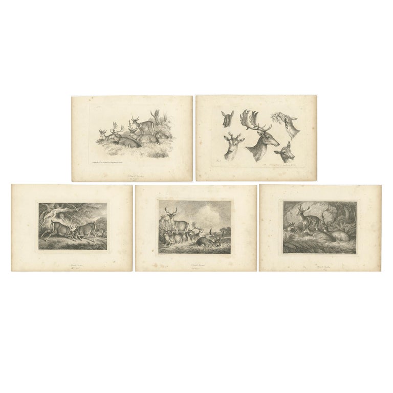 Set of 5 Antique Prints of various Deer by Howitt 'c.1820' at 1stDibs