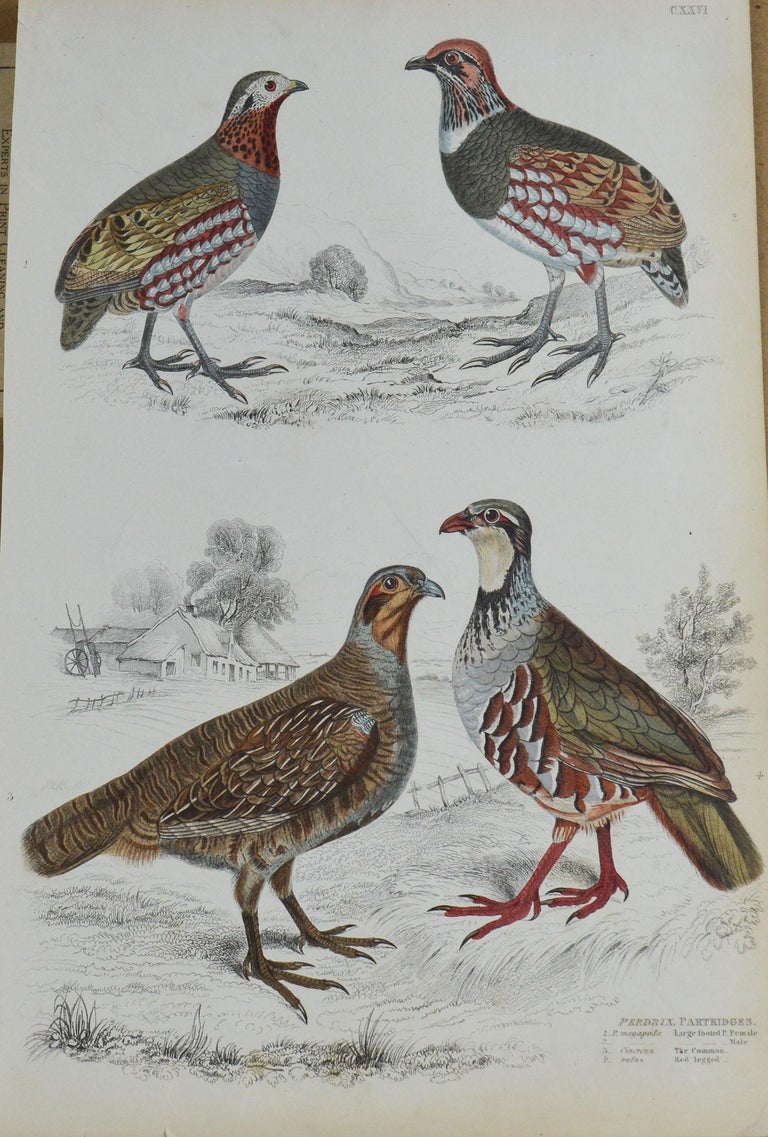Set of 5 Original Antique Prints of Game Birds, 1830s For Sale at 1stDibs