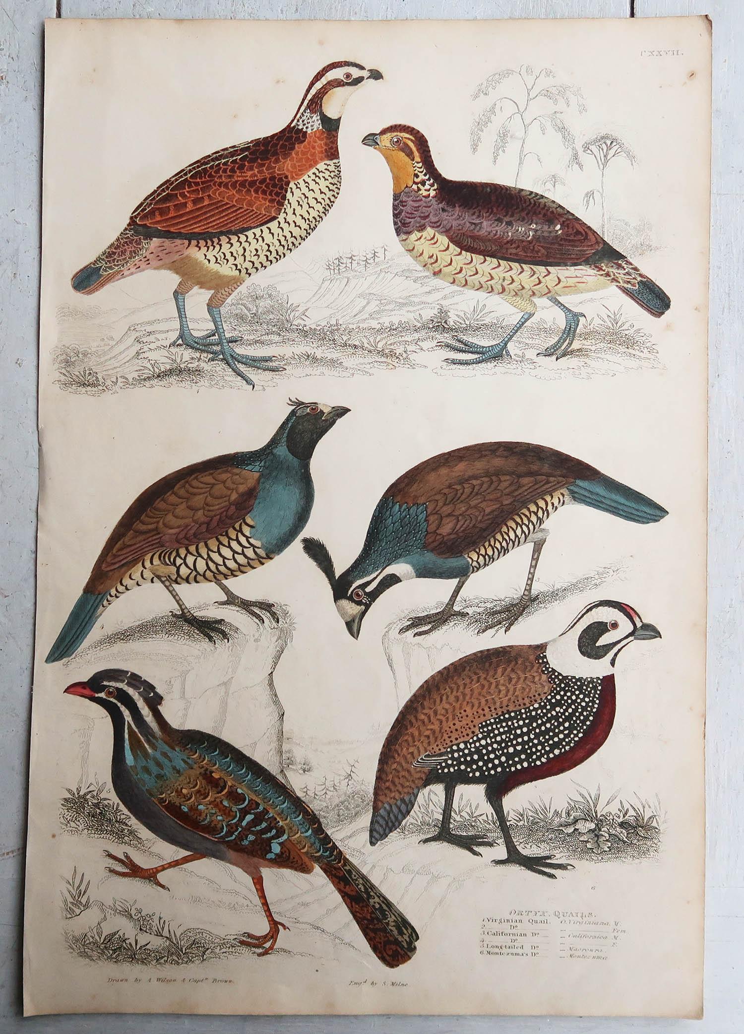 Set of 5 Original Antique Prints of Game Birds, 1830s For Sale at ...