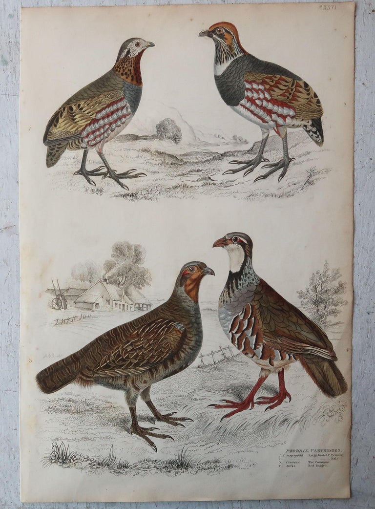 Set of 5 Original Antique Prints of Game Birds, 1830s For Sale at 1stDibs