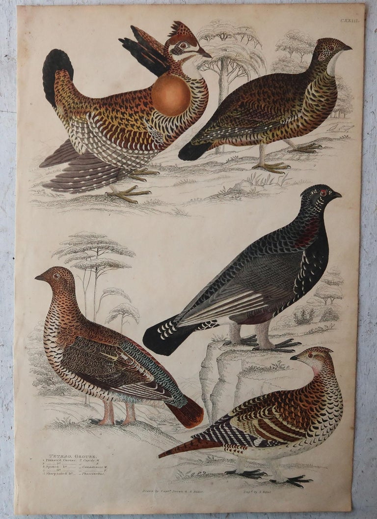 Set of 5 Original Antique Prints of Game Birds, 1830s For Sale at 1stDibs