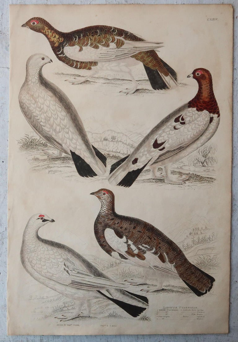 Set of 5 Original Antique Prints of Game Birds, 1830s For Sale at 1stDibs
