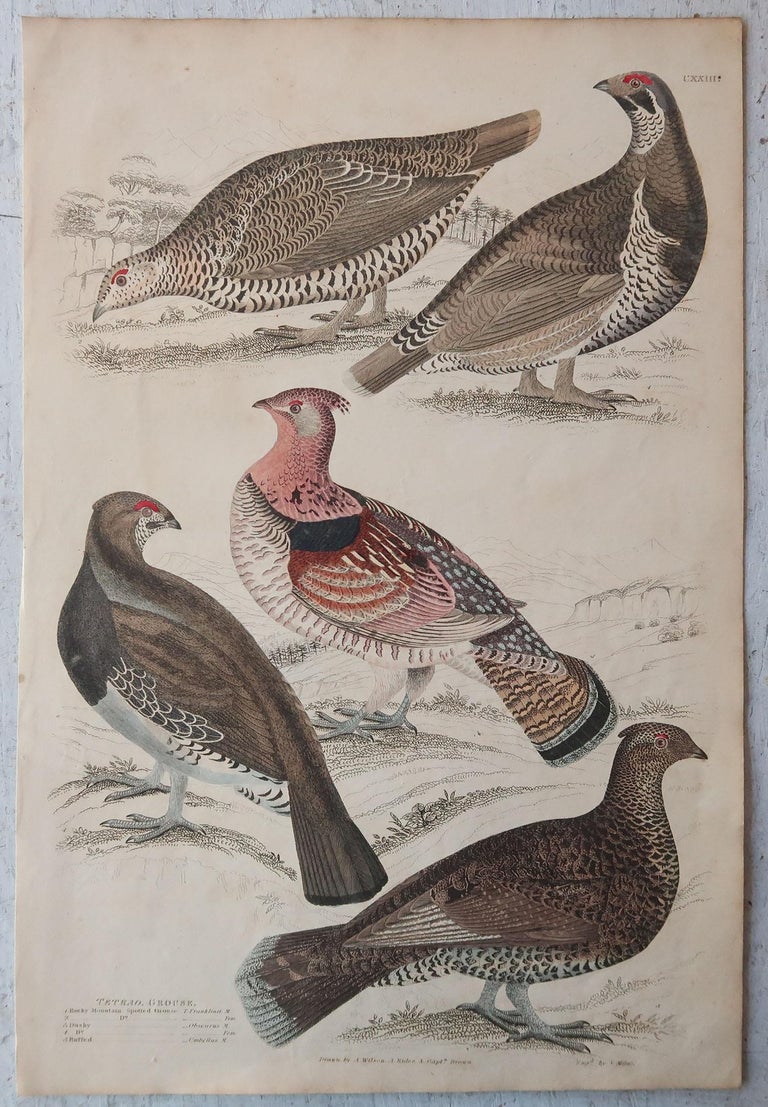 Set of 5 Original Antique Prints of Game Birds, 1830s For Sale at 1stDibs