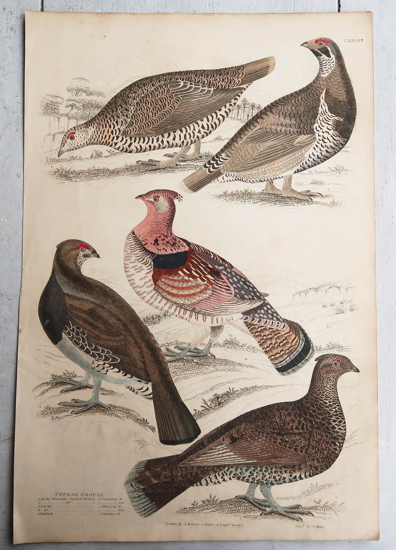 Set of 5 Original Antique Prints of Game Birds, 1830s For Sale at ...