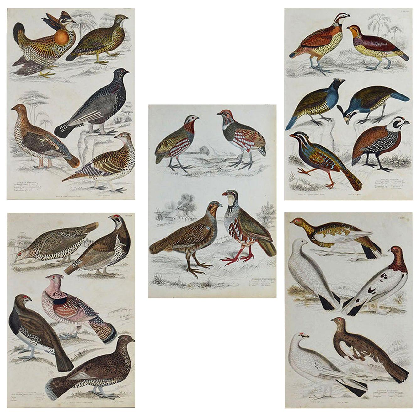 Antique Bird Print of a White Barn Owl by Sepp and Nozeman, 1809 For ...