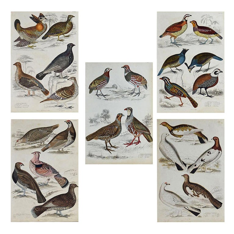 Set of 5 Original Antique Prints of Game Birds, 1830s at 1stDibs
