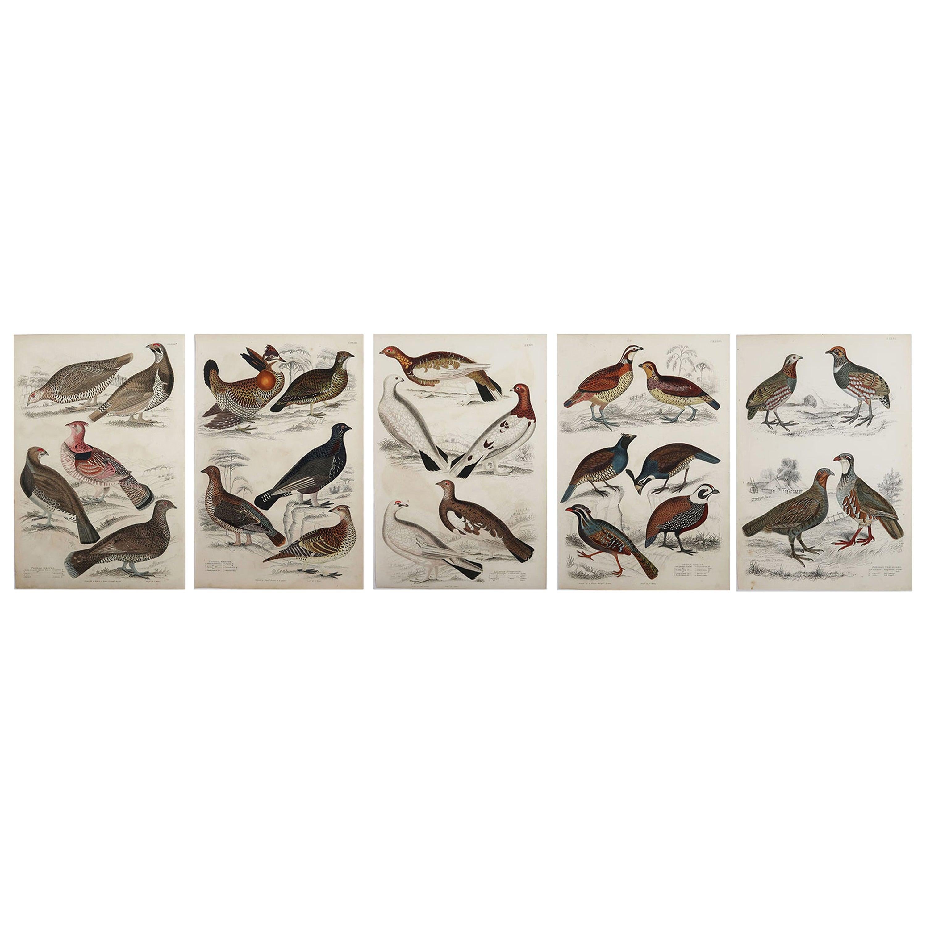 Set of Nine Antique Bird Prints in Faux Bamboo Frames, 1830s at 1stDibs