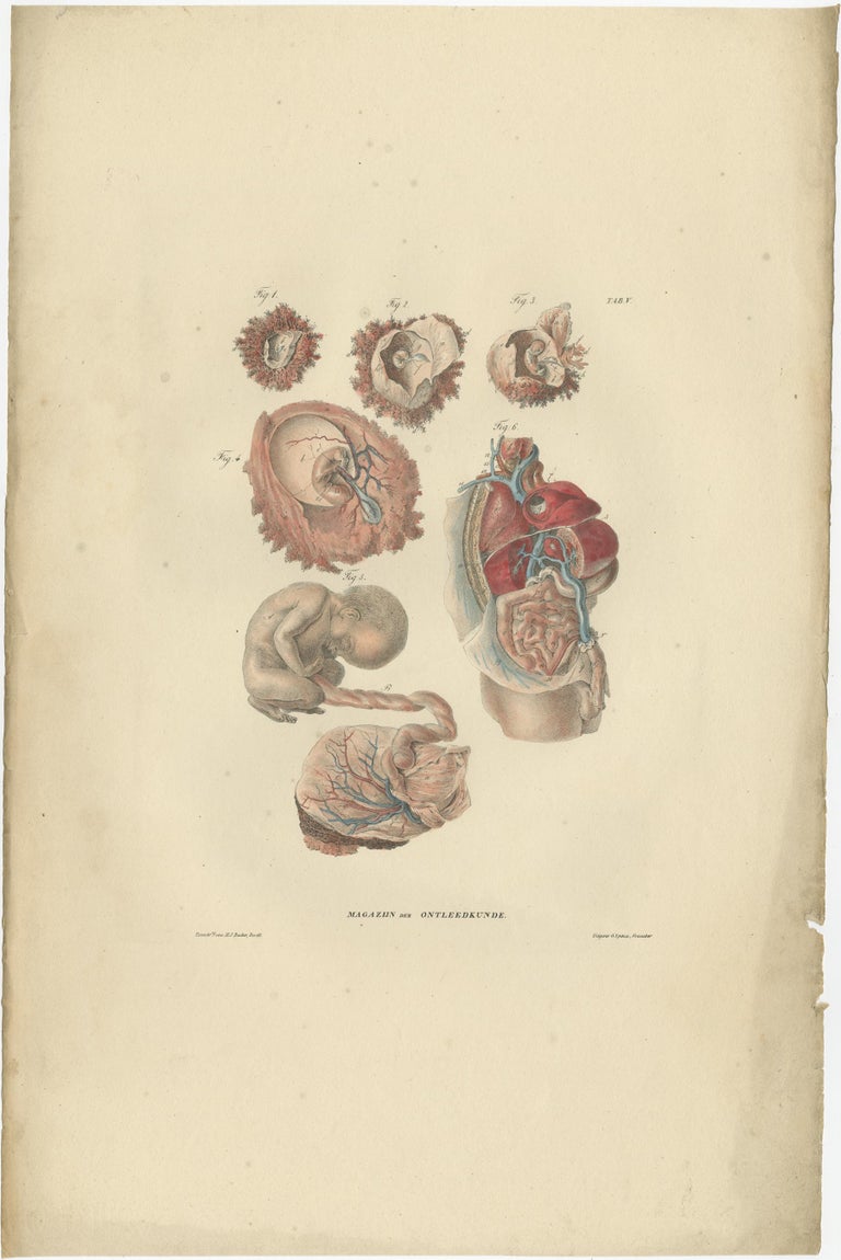 Set of 6 Antique Anatomy Prints of the Female Reproductive System, 1839 ...
