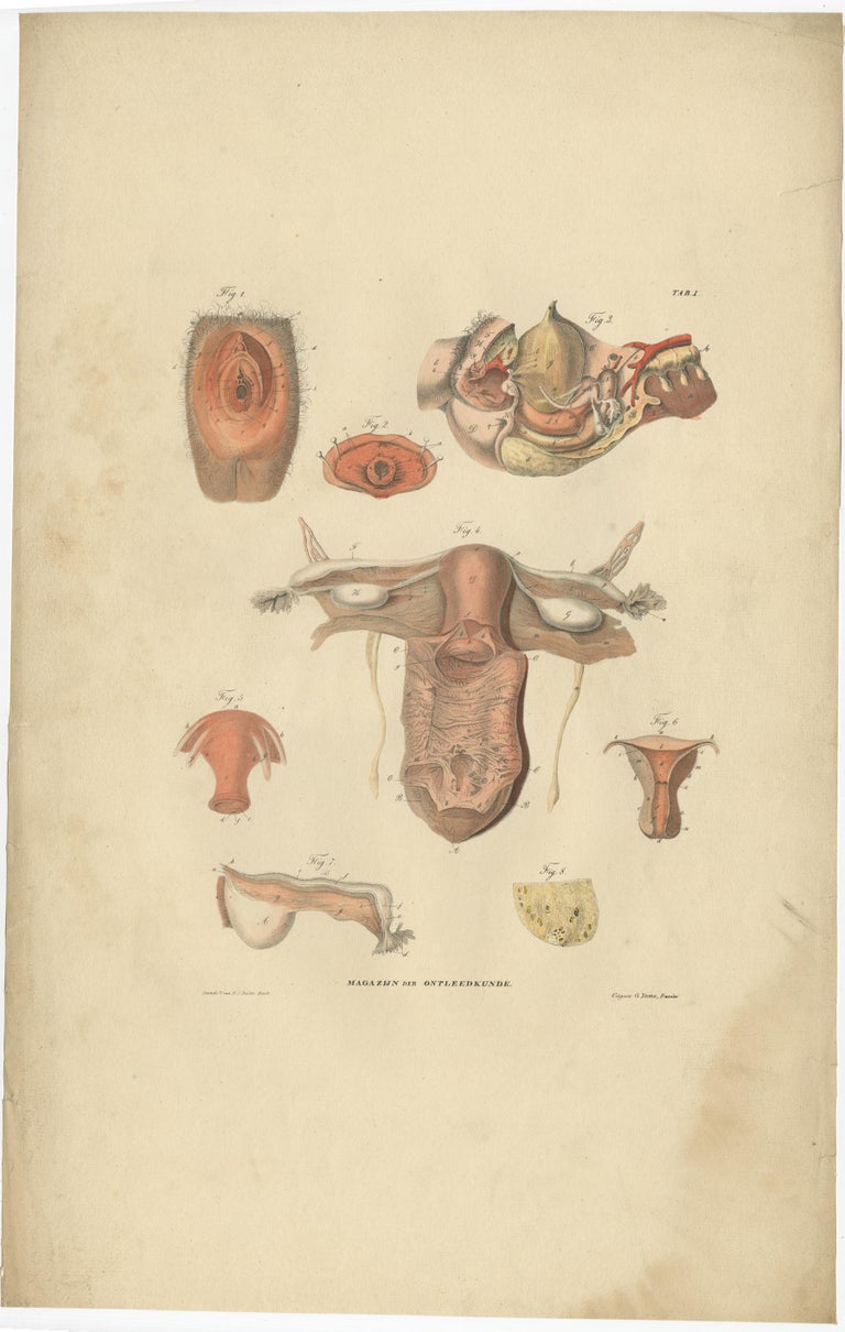 Set of 6 Antique Anatomy Prints of the Female Reproductive System, 1839 ...
