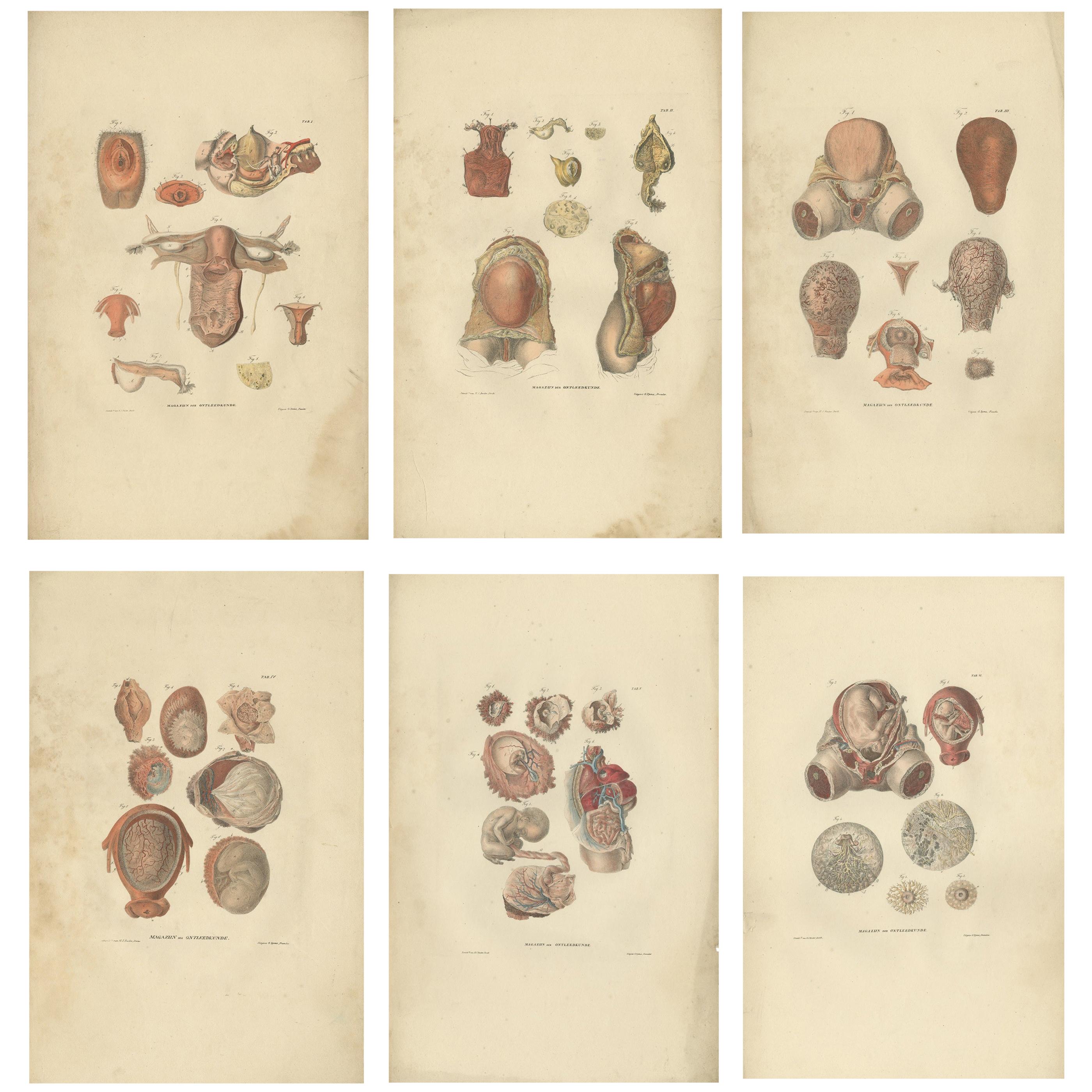 Set of 6 Antique Anatomy Prints of the Female Reproductive System, 1839 ...