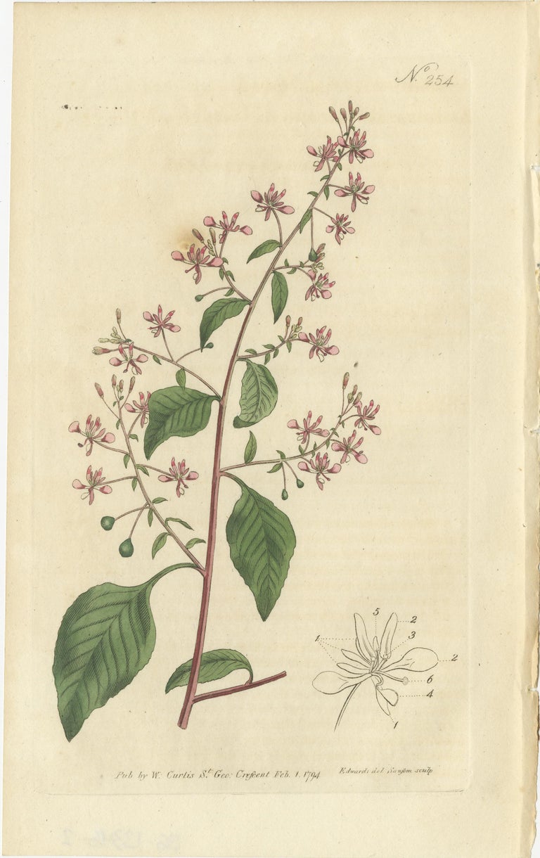 Set of 6 Antique Botany Prints - Lopezia - Lathyrus - Plumeria - Ixia ...