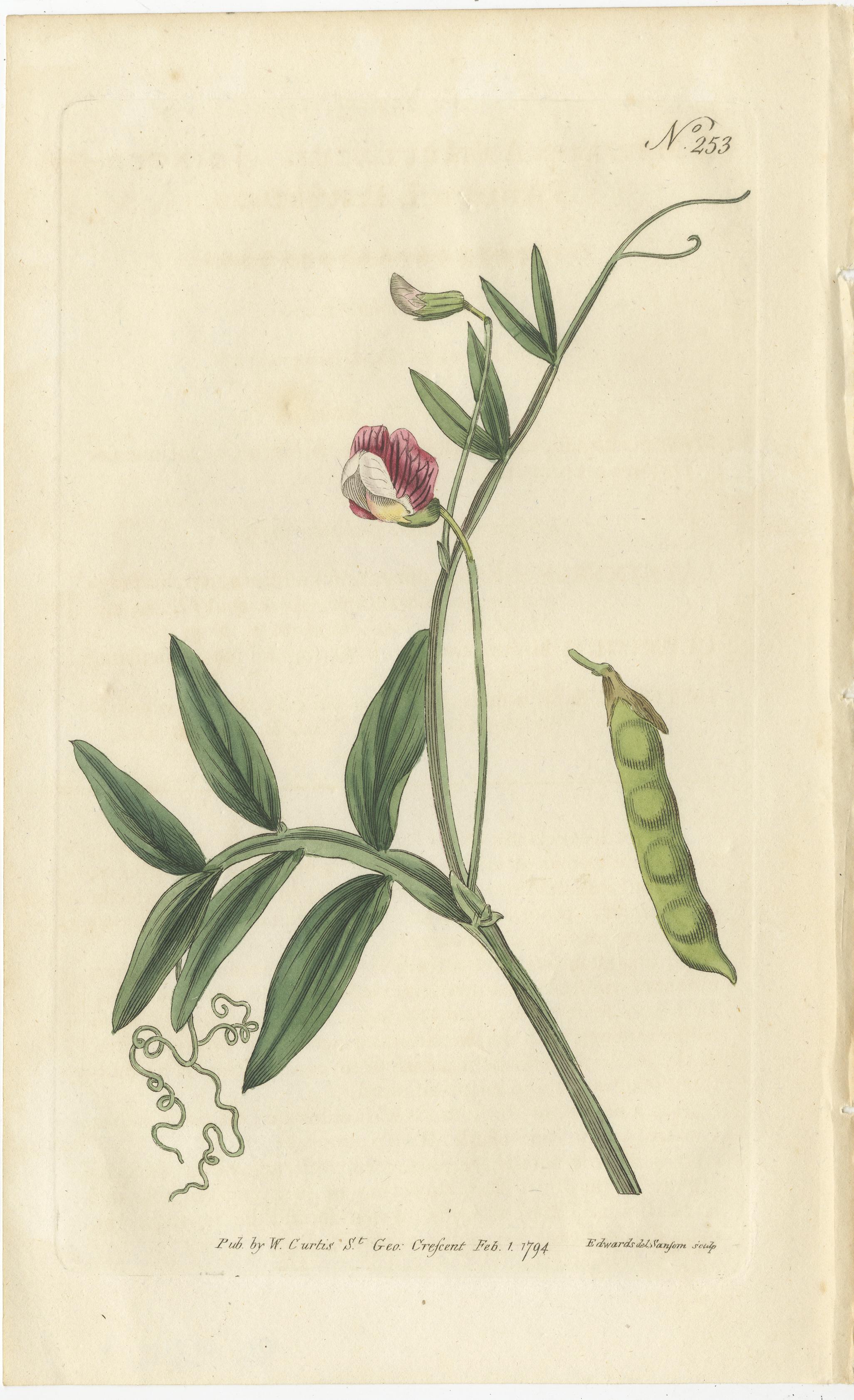 Set of 6 Antique Botany Prints - Lopezia - Lathyrus - Plumeria - Ixia ...