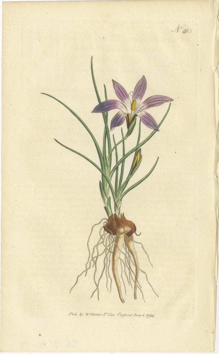 Set of 6 Antique Botany Prints - Lopezia - Lathyrus - Plumeria - Ixia ...