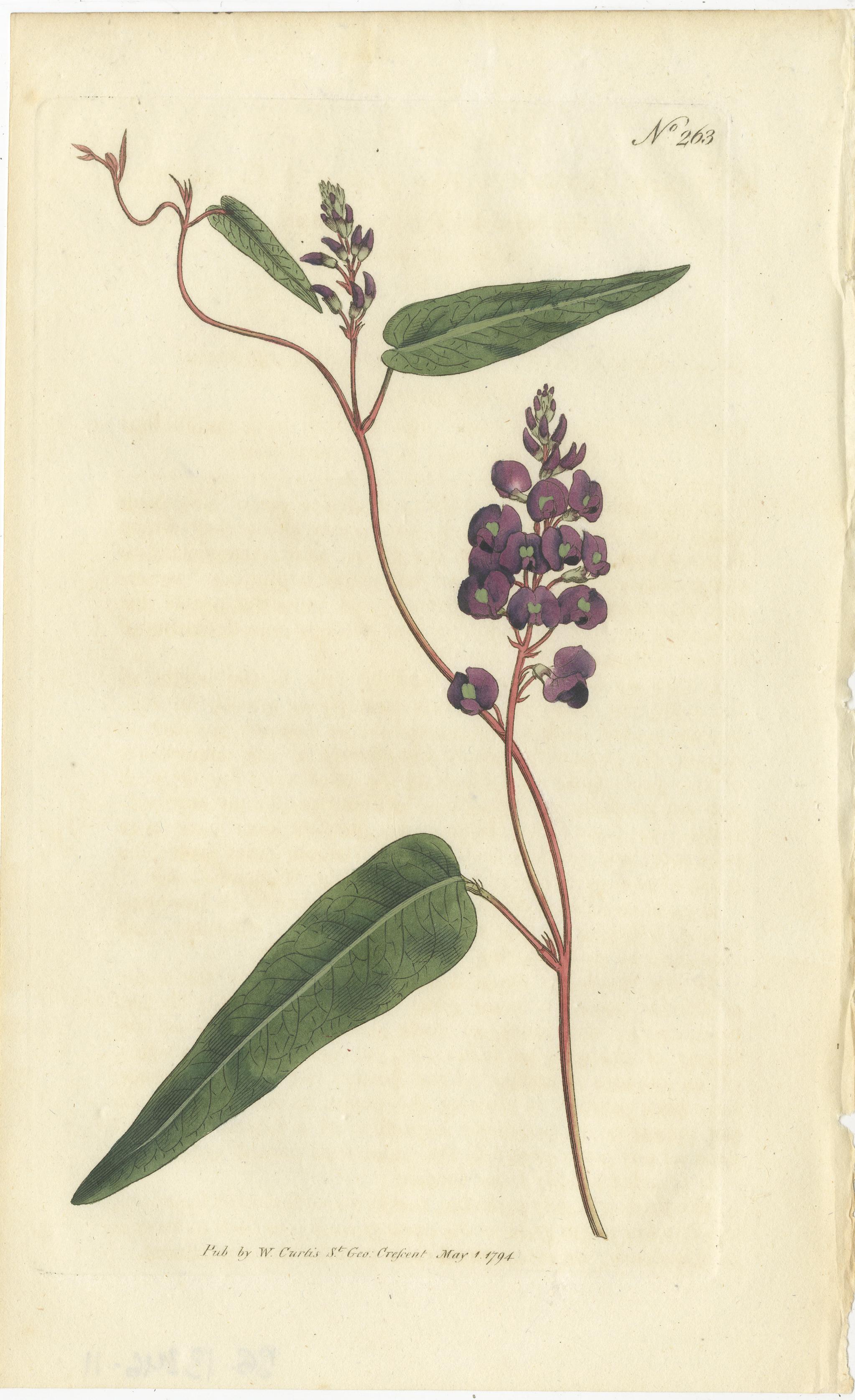 Set of 6 Antique Botany Prints - Lopezia - Lathyrus - Plumeria - Ixia ...