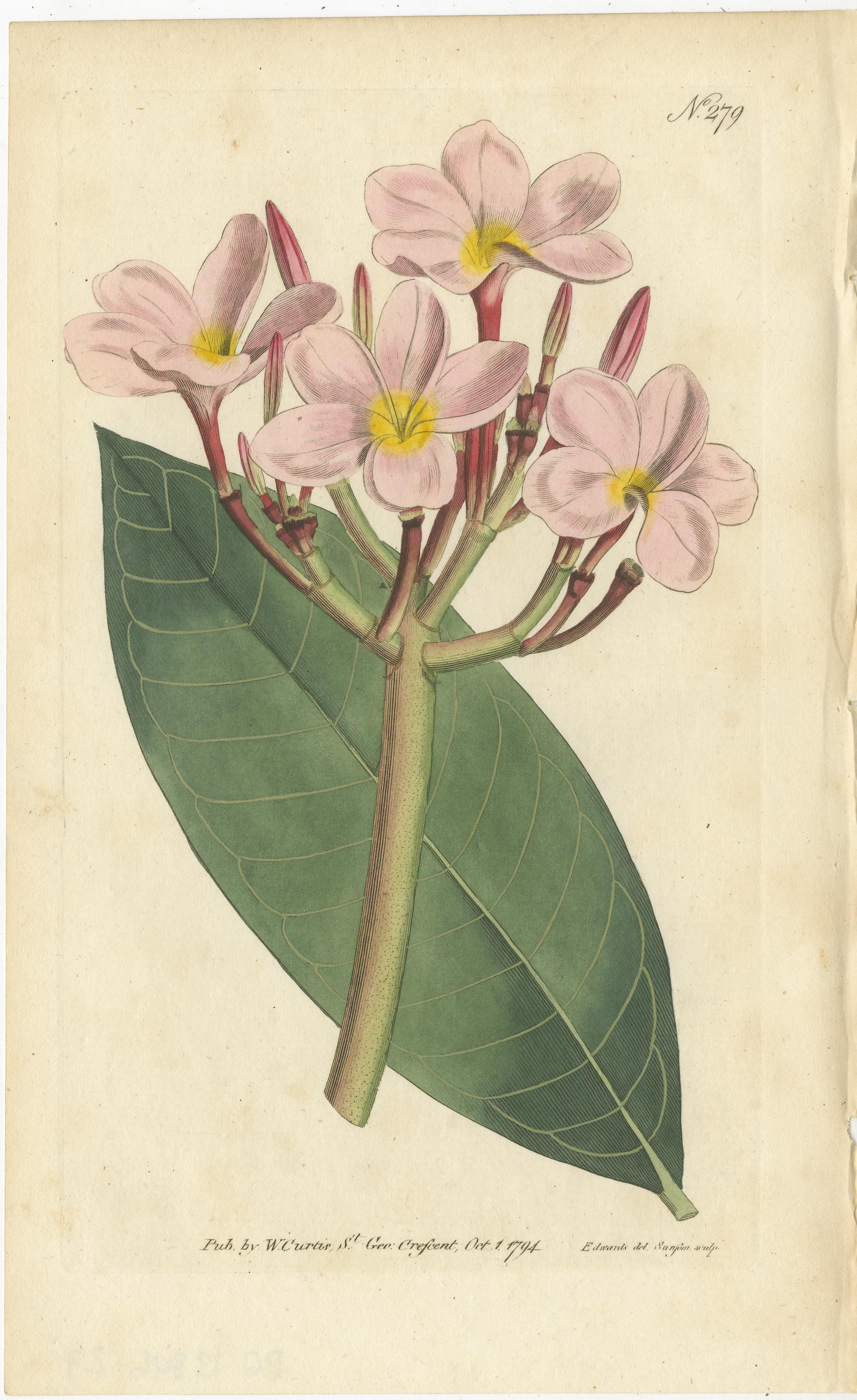 Set of 6 Antique Botany Prints - Lopezia - Lathyrus - Plumeria - Ixia ...