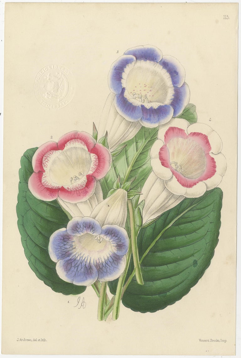 Set of 6 Antique Botany Prints, Purple, by Brooks 'c.1870' For Sale at ...