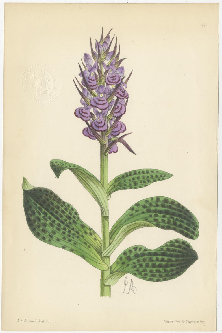Set of 6 Antique Botany Prints, Purple, by Brooks 'c.1870' For Sale at ...